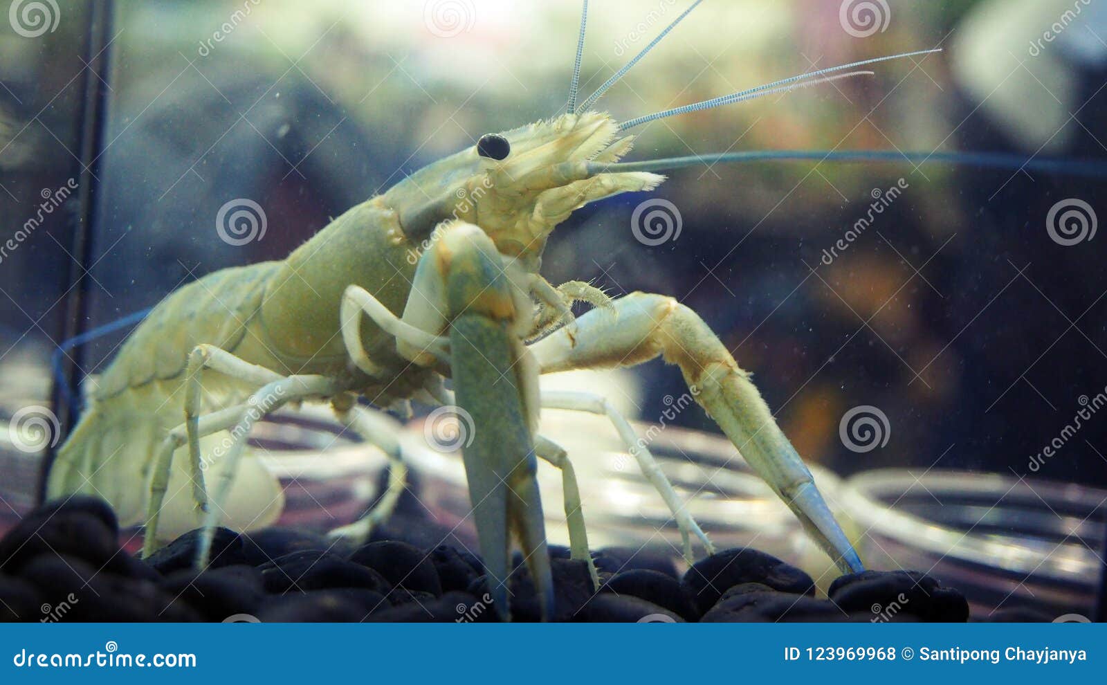 Crayfish in the fish tank. stock photo. Image of freshwater - 123969968