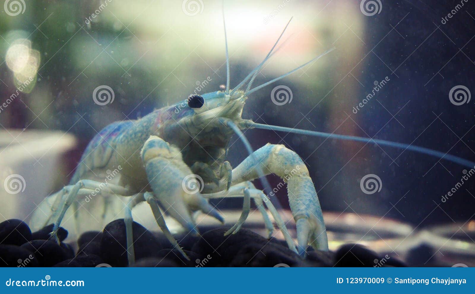 Crayfish in the fish tank. stock image. Image of nature - 123970009