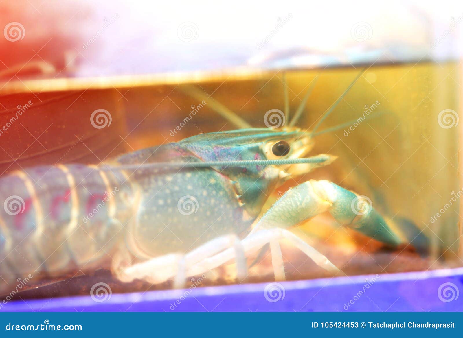 Crayfish in the Fish Tank Scene. Stock Image - Image of tank, represent ...