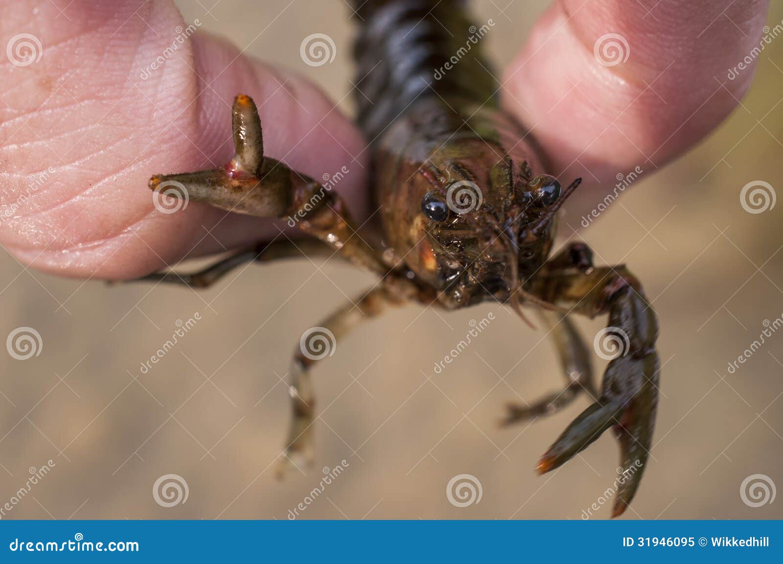 Crayfish stock image. Image of claws, food, pinch, mudpuppy - 31946095