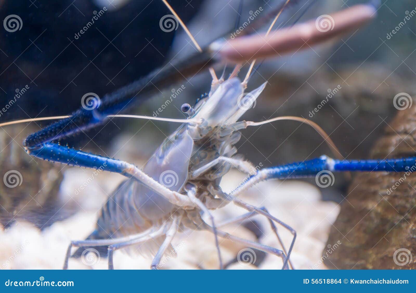 Crayfish - Fresh Water Lobster Stock Photo - Image of tank, white: 56518864