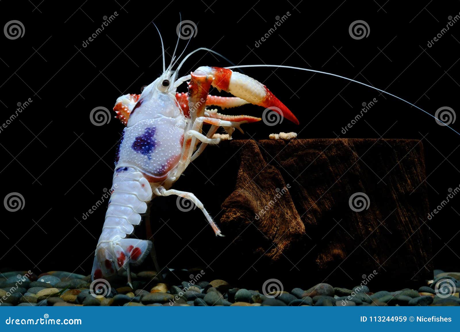 Crayfish Ghost in the Aquarium Stock Image - Image of fresh, ghost ...