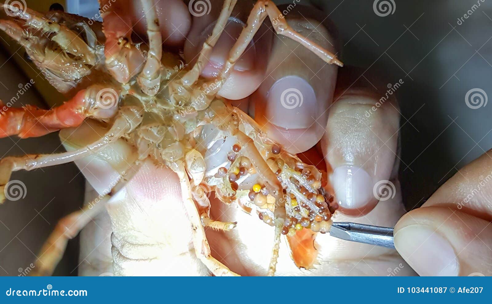 Crayfish Ghost with Bad Eggs Stock Image - Image of animals, ghost ...