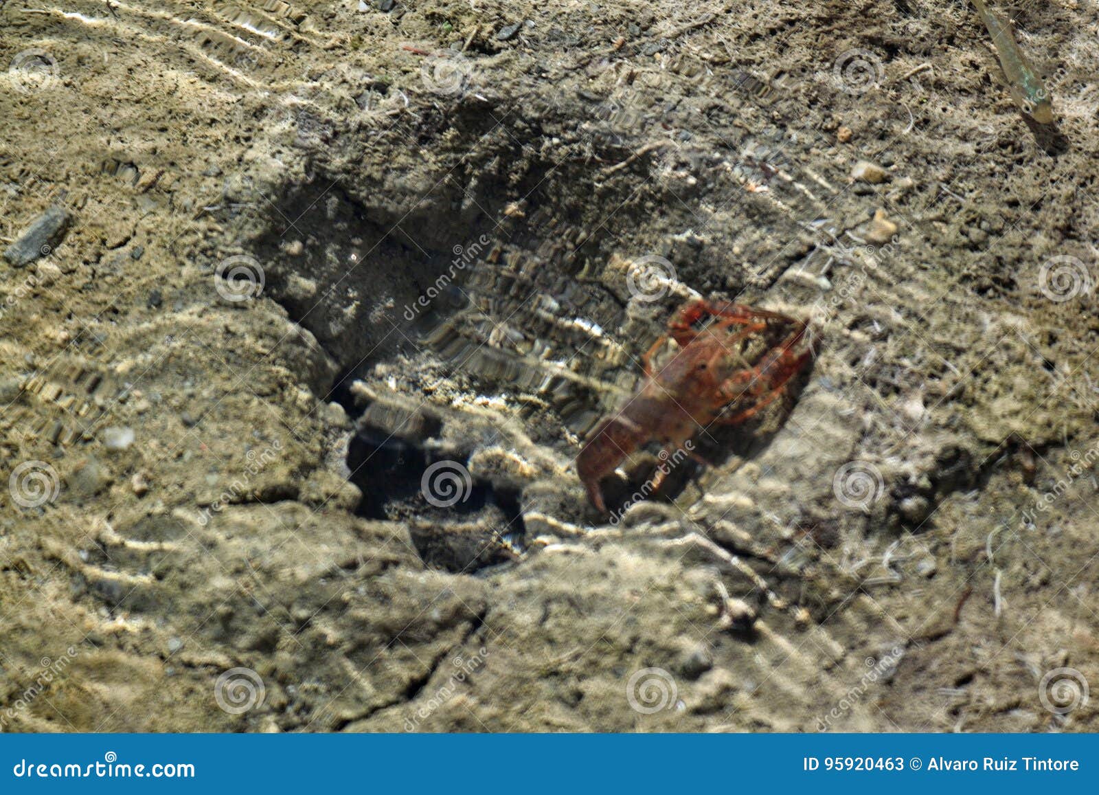 Crayfish stock image. Image of crayfish, hiding, water - 95920463