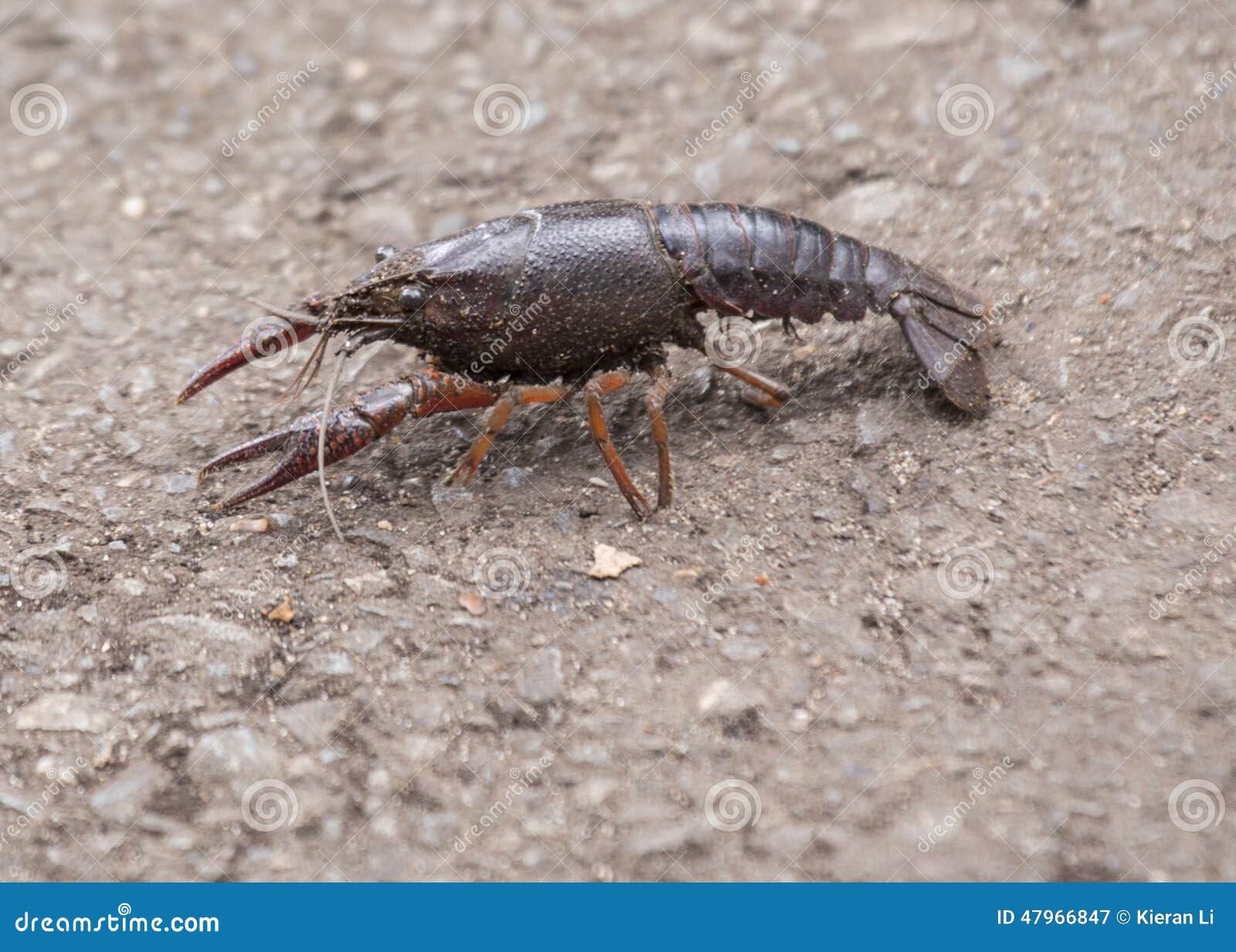Crayfish stock image. Image of animal, crawling, people - 47966847