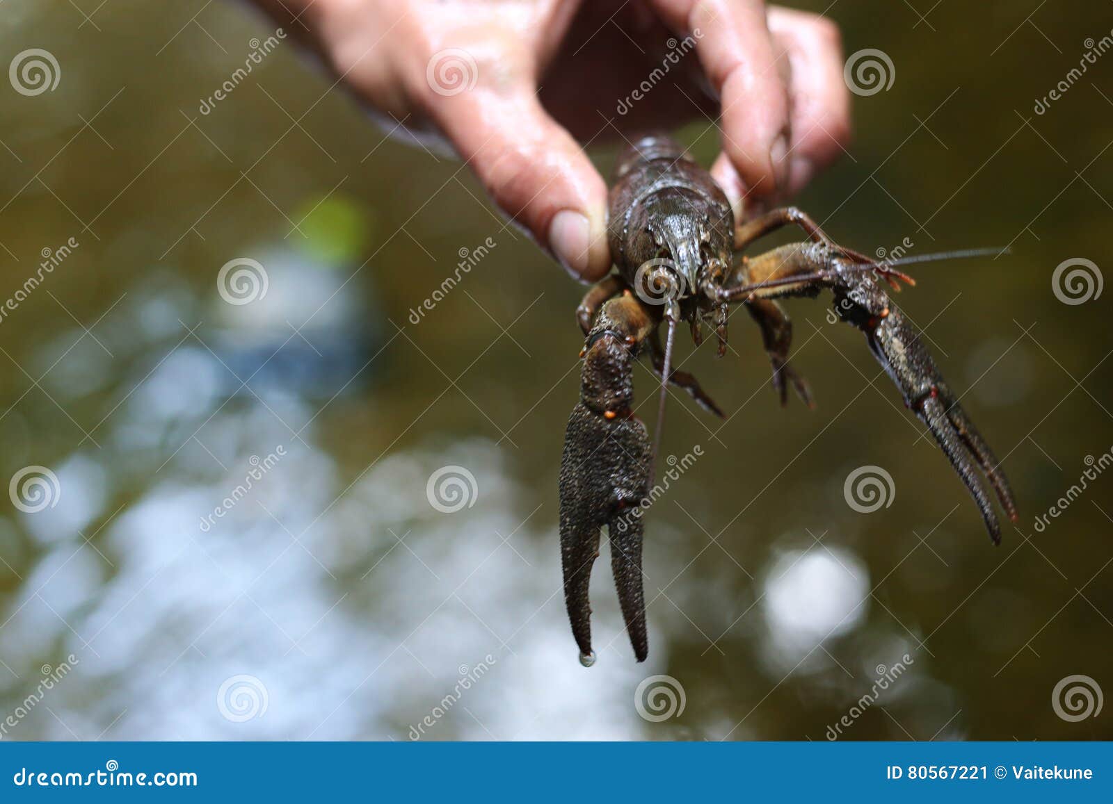 Crayfish in hand. stock image. Image of astacus, water - 80567221