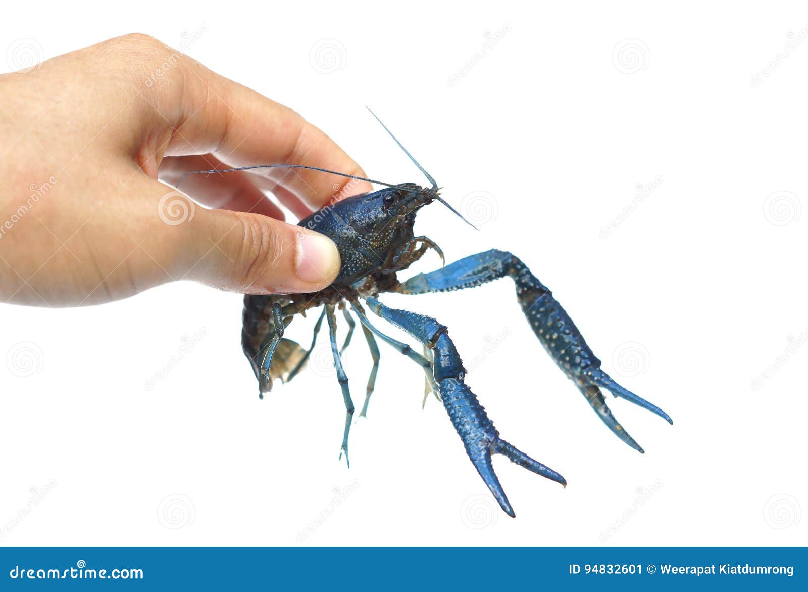 Crayfish stock image. Image of aquarium, aquatic, holding - 94832601
