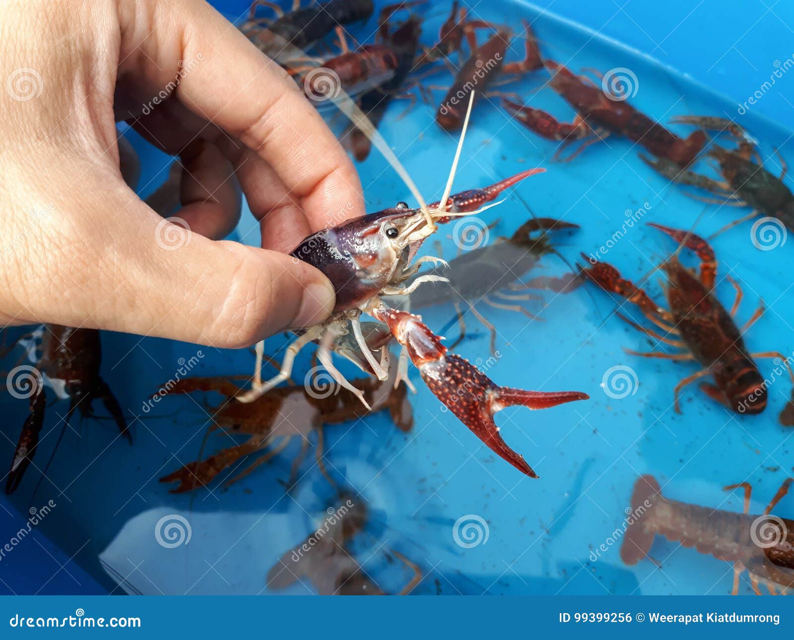 Crayfish stock photo. Image of aquaculture, lobster, catch - 99399256