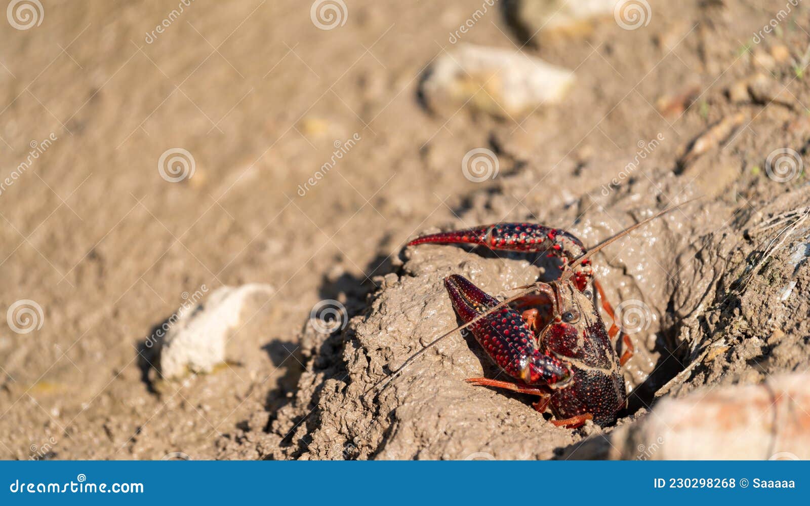 Crayfish Head and Pincers Getting Out of the Nest Stock Photo - Image ...