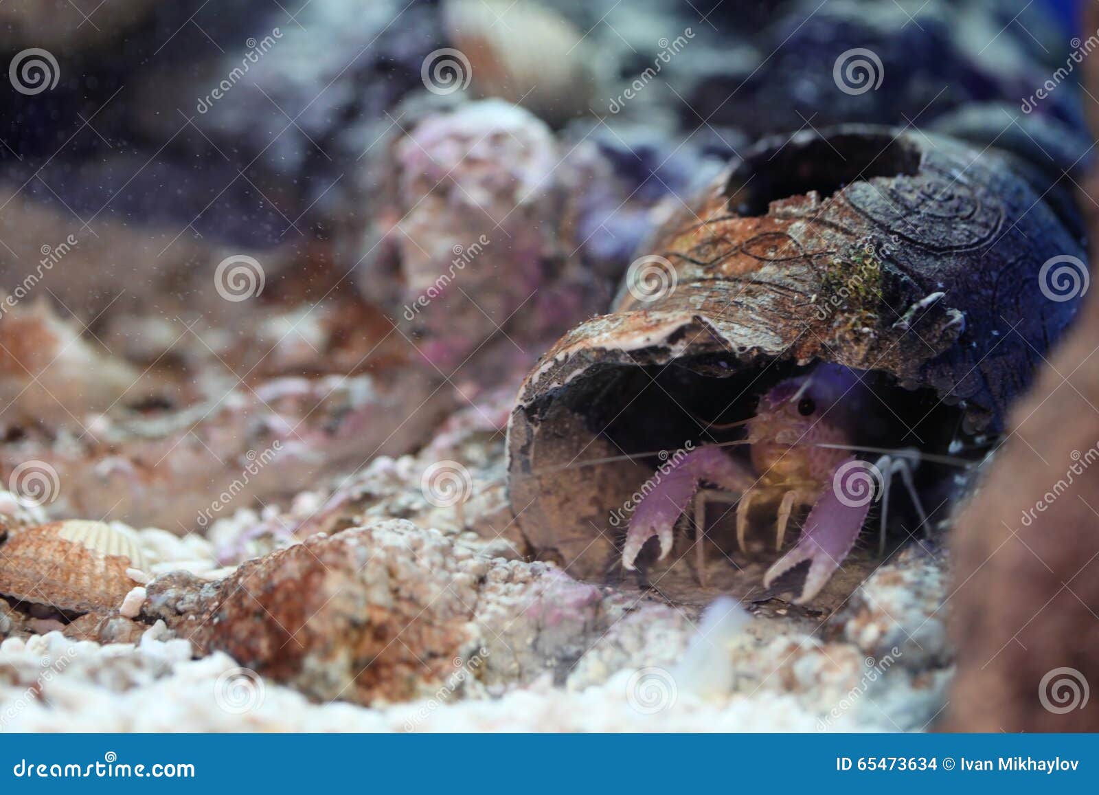 Crayfish hide in old vase stock photo. Image of underwater - 65473634