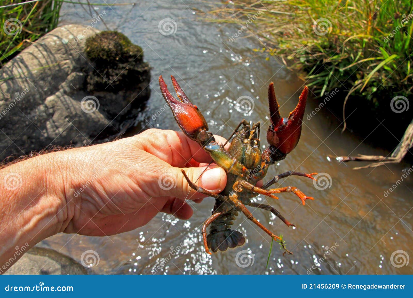 Crayfish in human hand stock image. Image of fish, life - 21456209