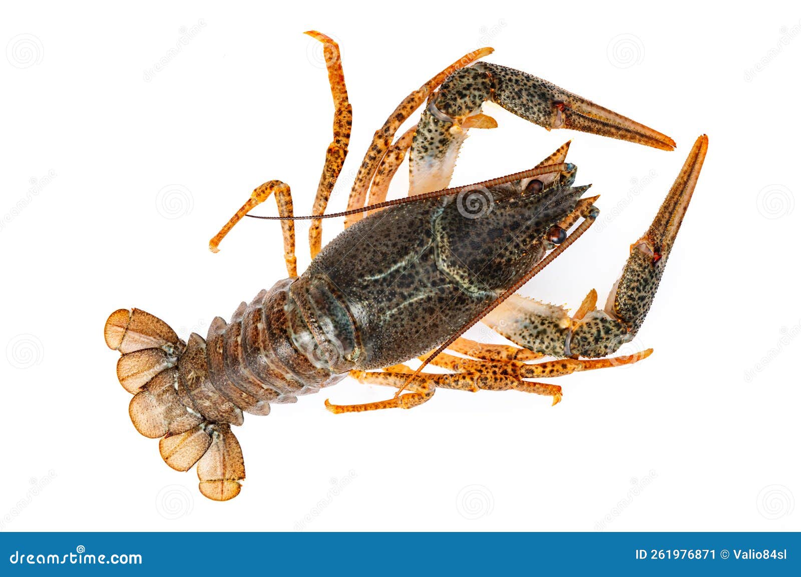 Crayfish And Crab Royalty-Free Stock Photo | CartoonDealer.com #125775669