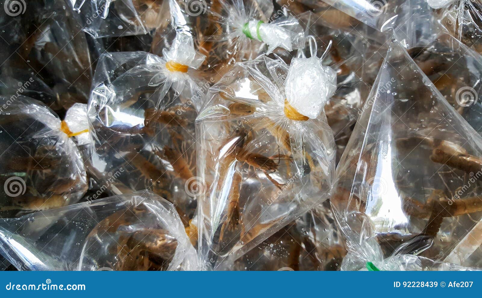 Crayfish Lobster Packed with Bags Stock Image - Image of packed, bags ...