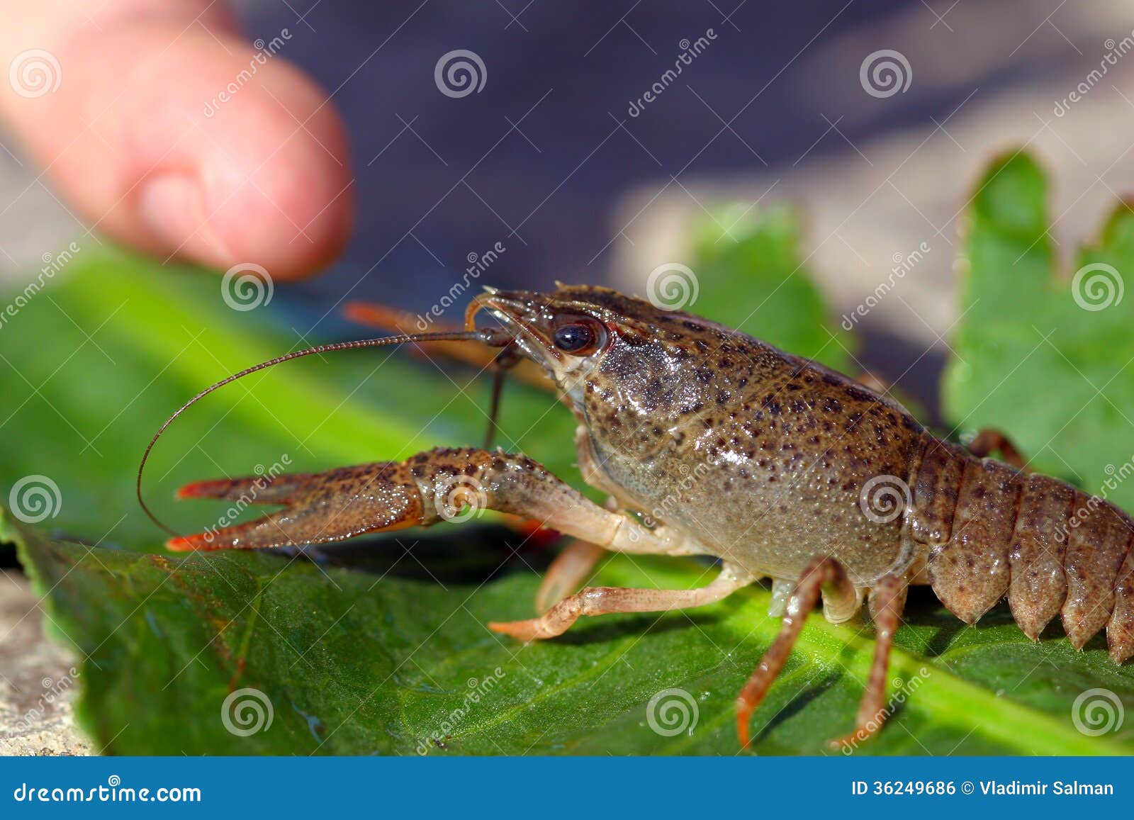 Crayfish stock photo. Image of fish, hand, crab, natural - 36249686