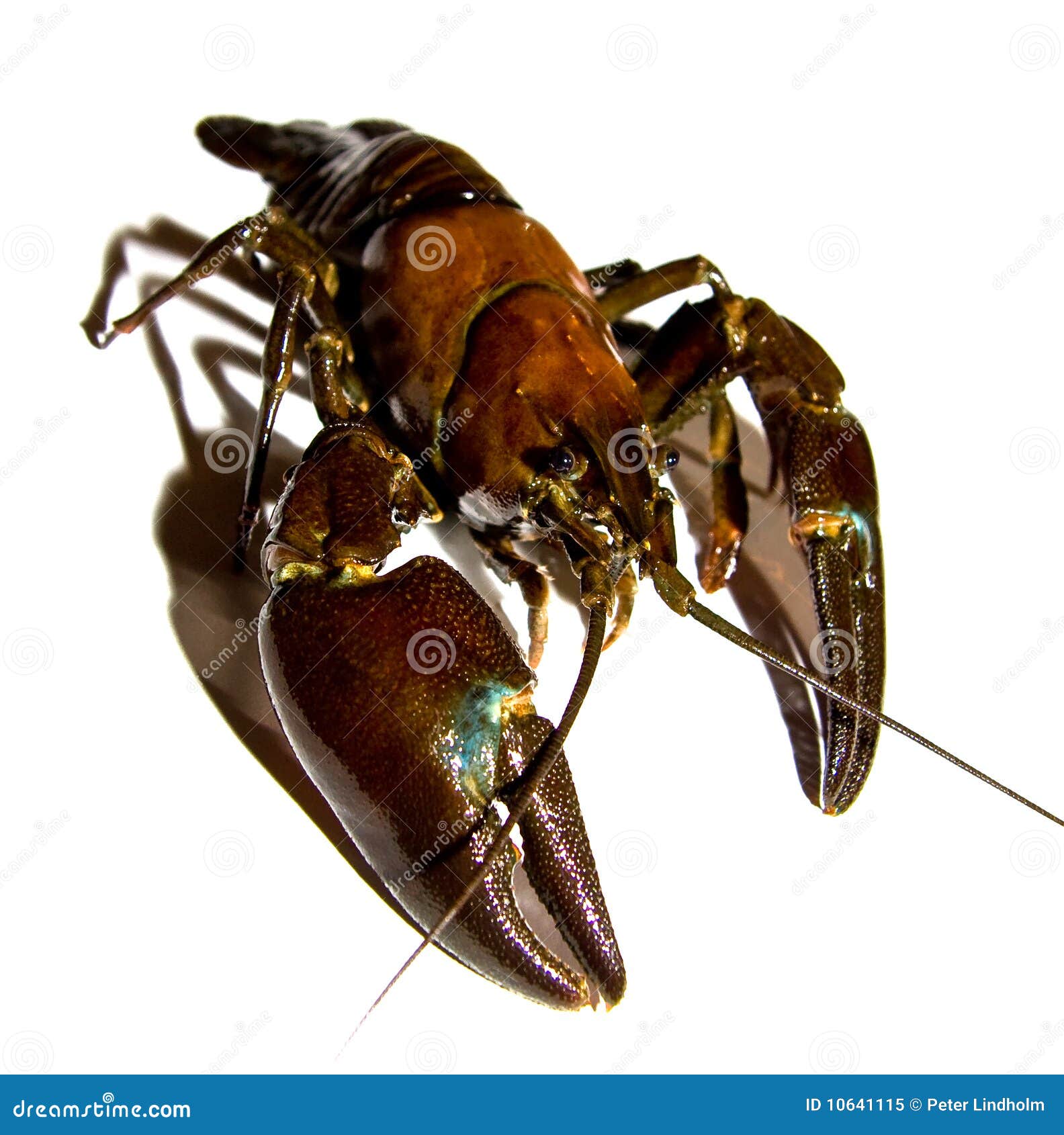 Crayfish male stock image. Image of food, seafood, unboiled - 10641115