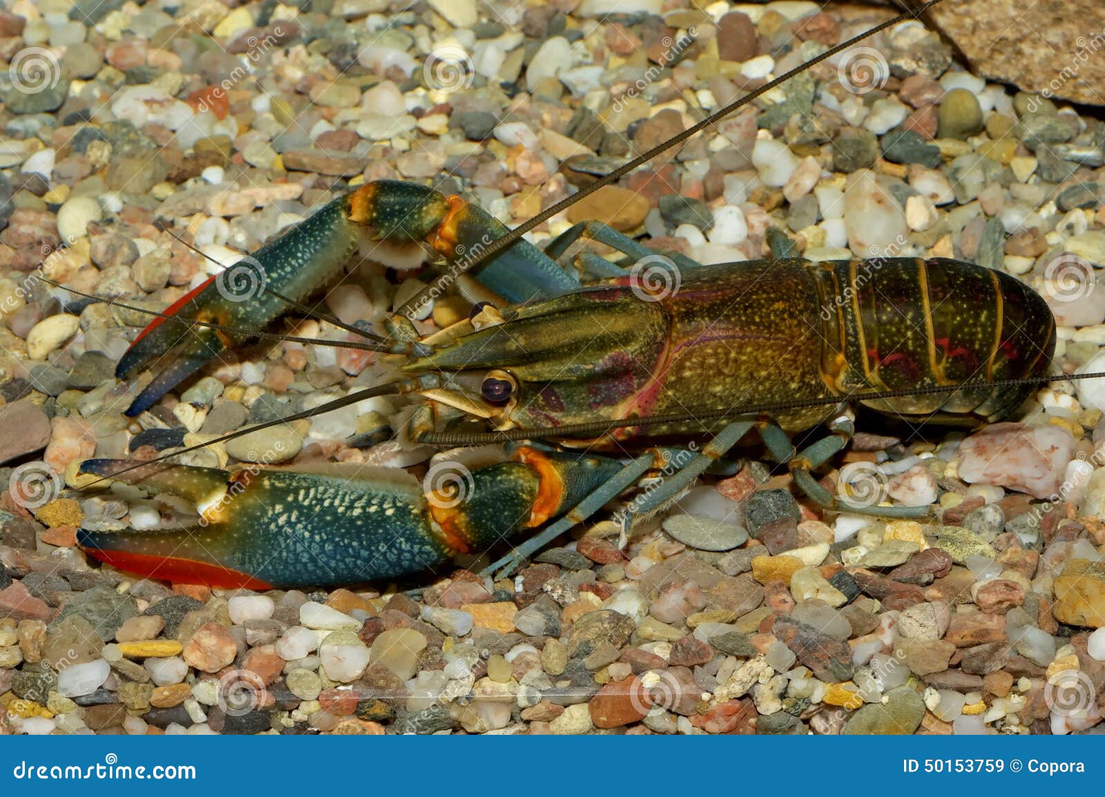 Crayfish stock image. Image of stream, catch, pest, crayfish - 50153759