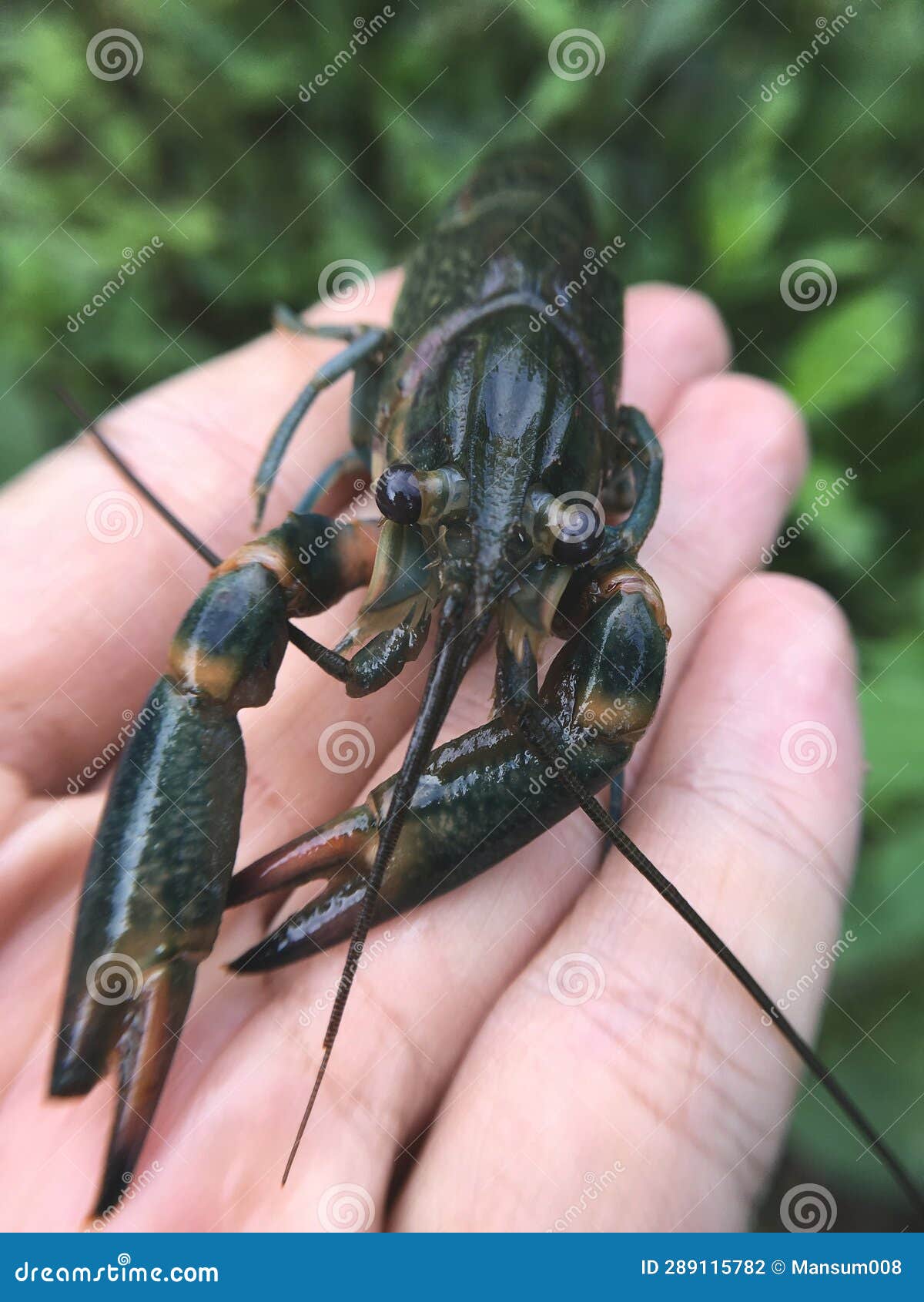 Crayfish on man hand stock photo. Image of background - 289115782
