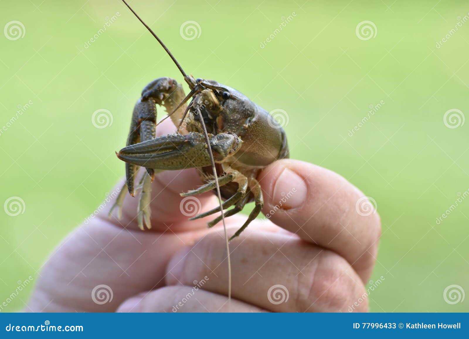 Crayfish stock image. Image of green, claws, crustacean - 77996433