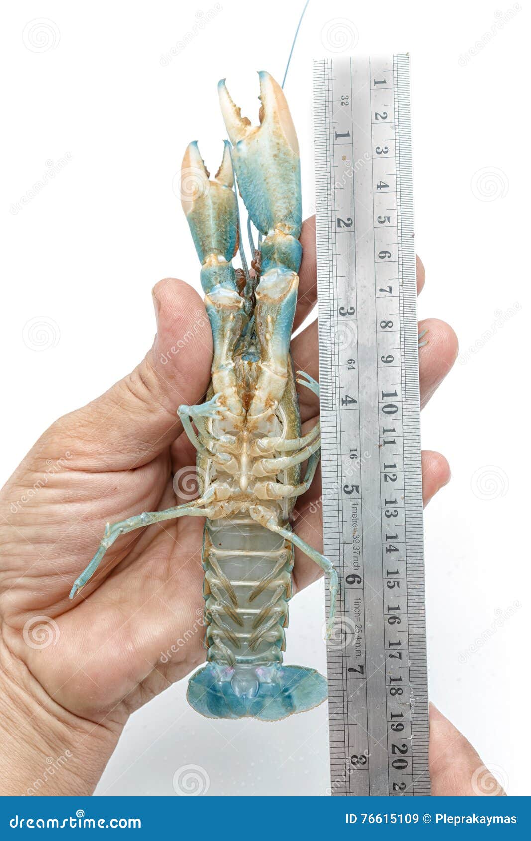 Crayfish with a Measuring Ruler Stock Image - Image of ruler, freshness ...