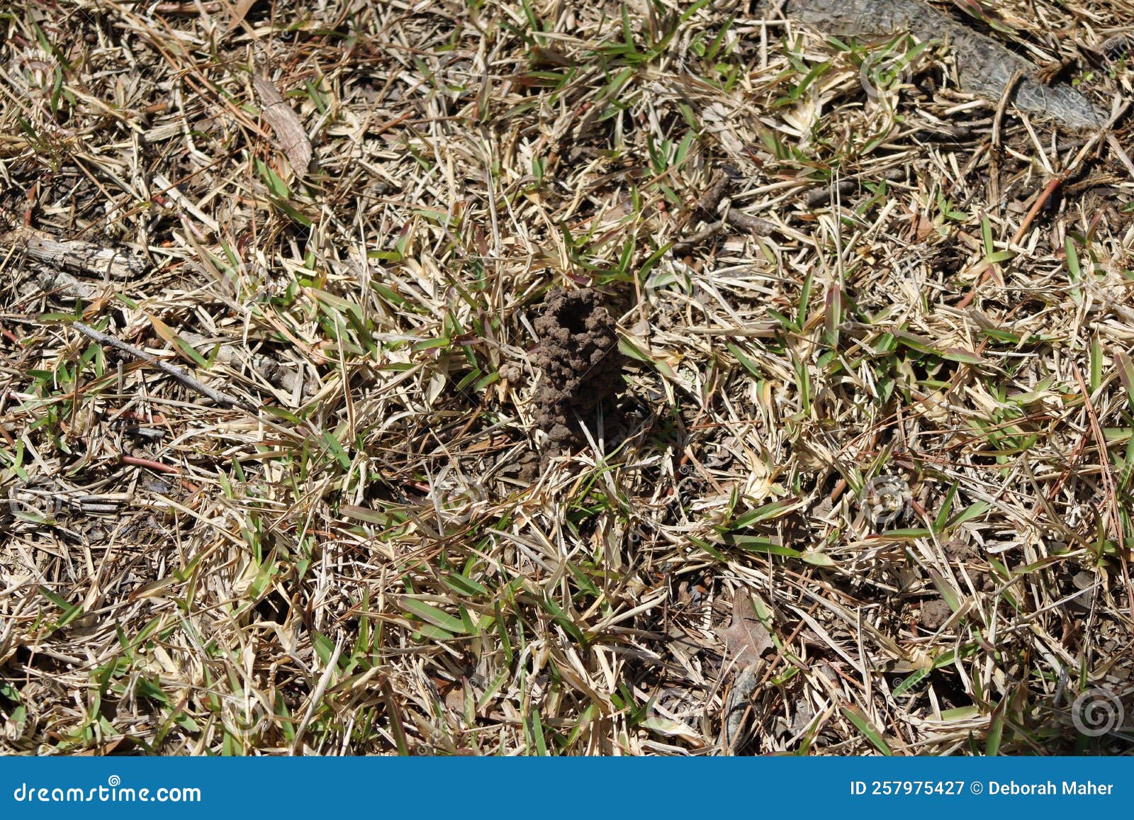 Crayfish Mound in Texas Yard Sundried Grass Stock Image - Image of ...