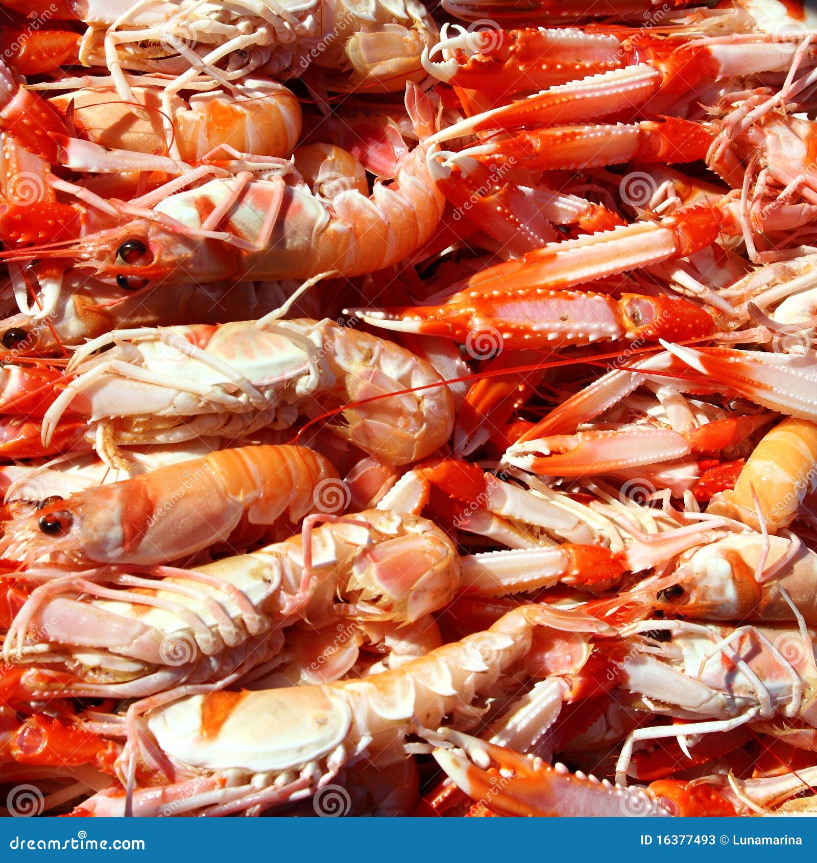 Raw Nephrops Norvegicus, Norway Lobster, Dublin Bay Prawn, Langoustine ...