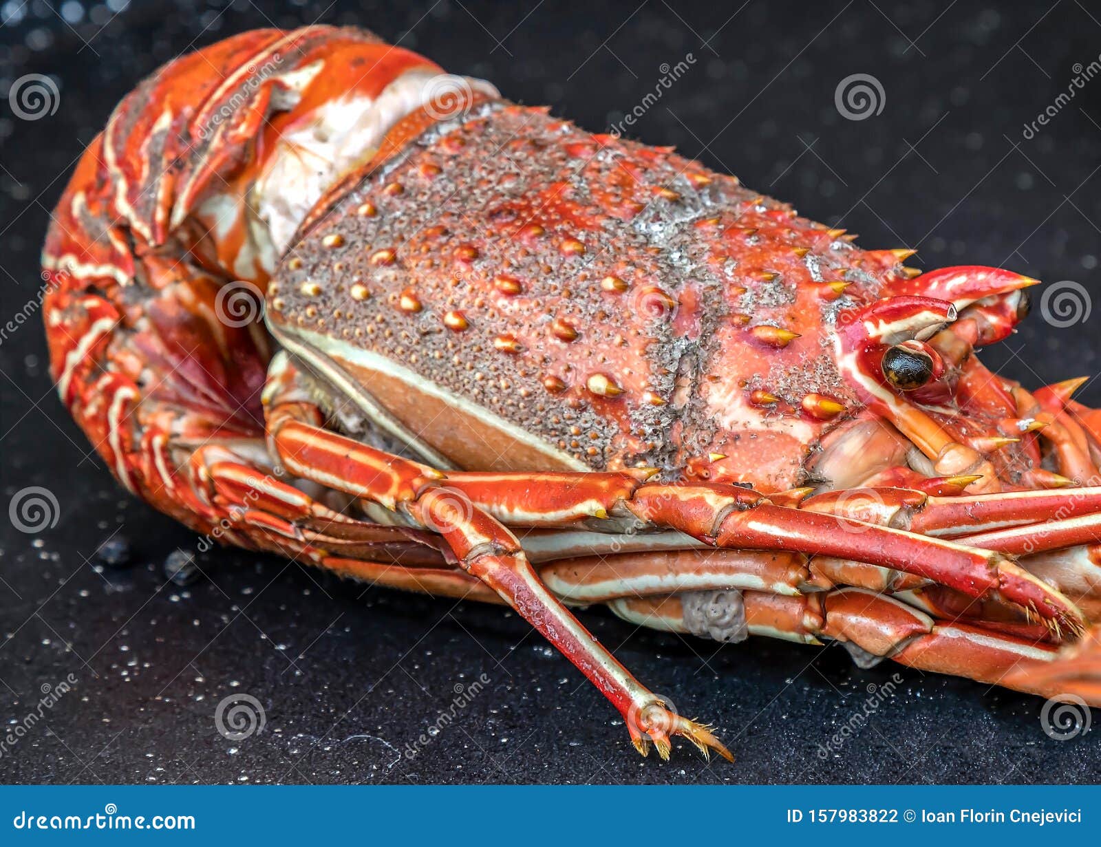 Crayfish in Pan Ready for Cooking Stock Photo - Image of fish, european ...
