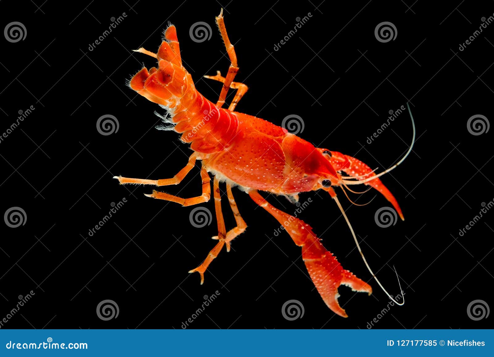 Crayfish Procambarus Clarkii in the Aquarium Stock Image - Image of ...