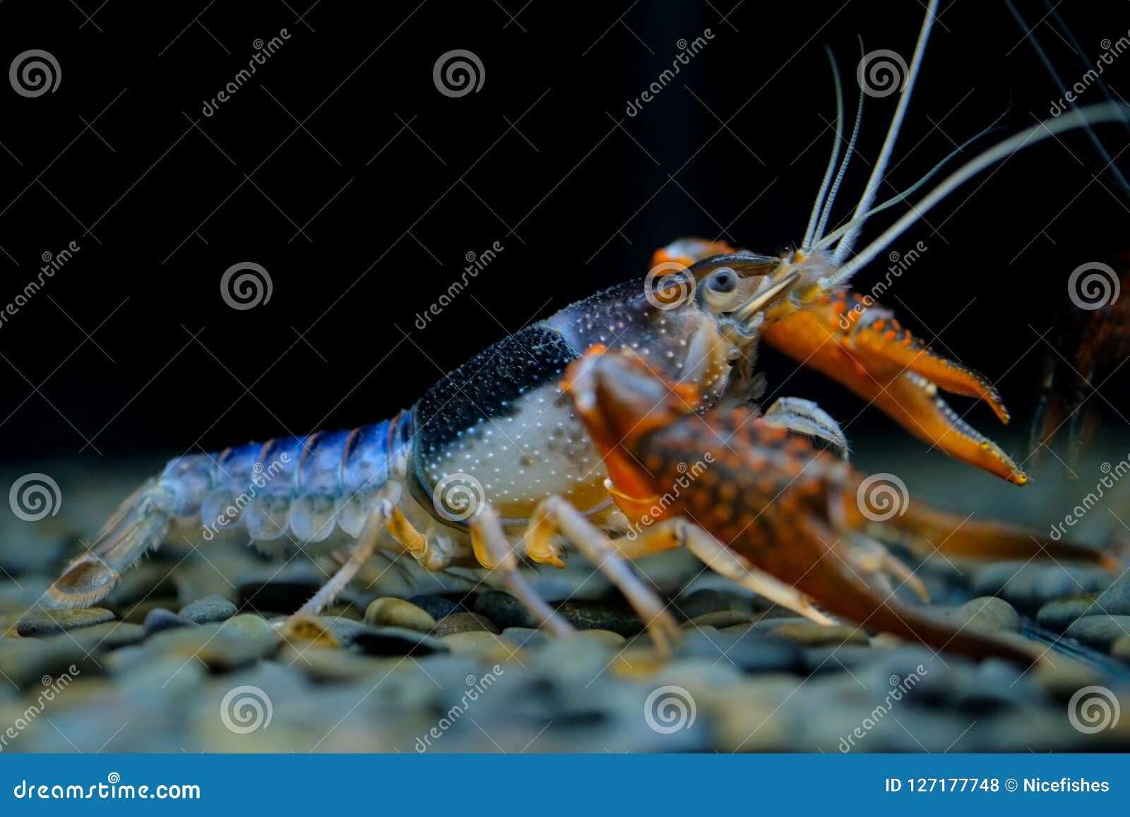 Crayfish Procambarus Clarkii Ghost in the Aquarium Stock Photo - Image ...