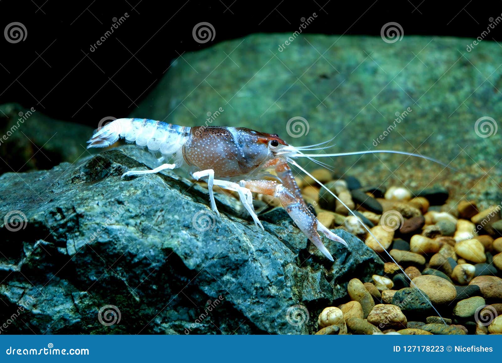 Crayfish Procambarus Clarkii Ghost in the Aquarium Stock Image - Image ...