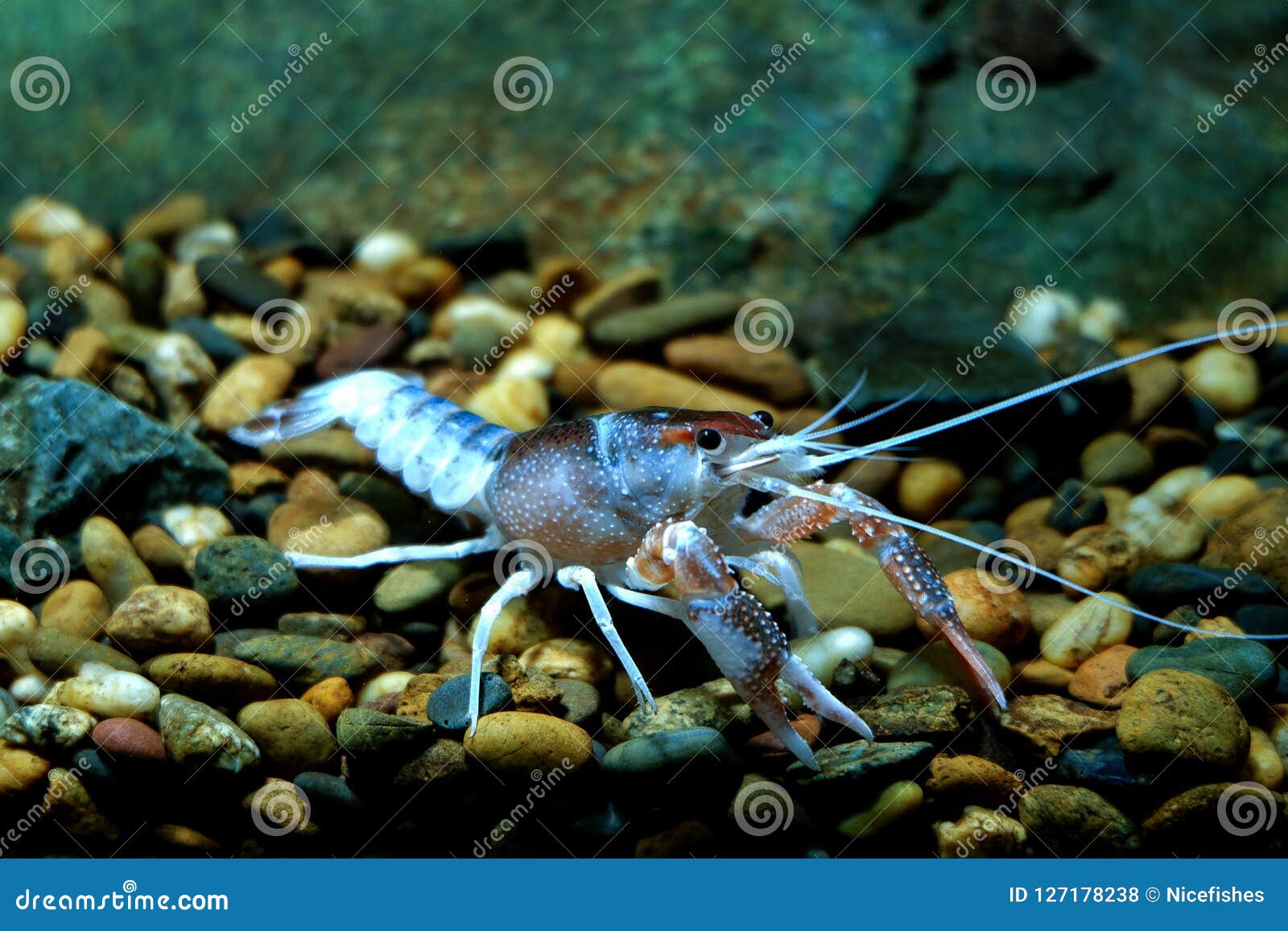 Crayfish Procambarus Clarkii Ghost in the Aquarium Stock Photo - Image ...