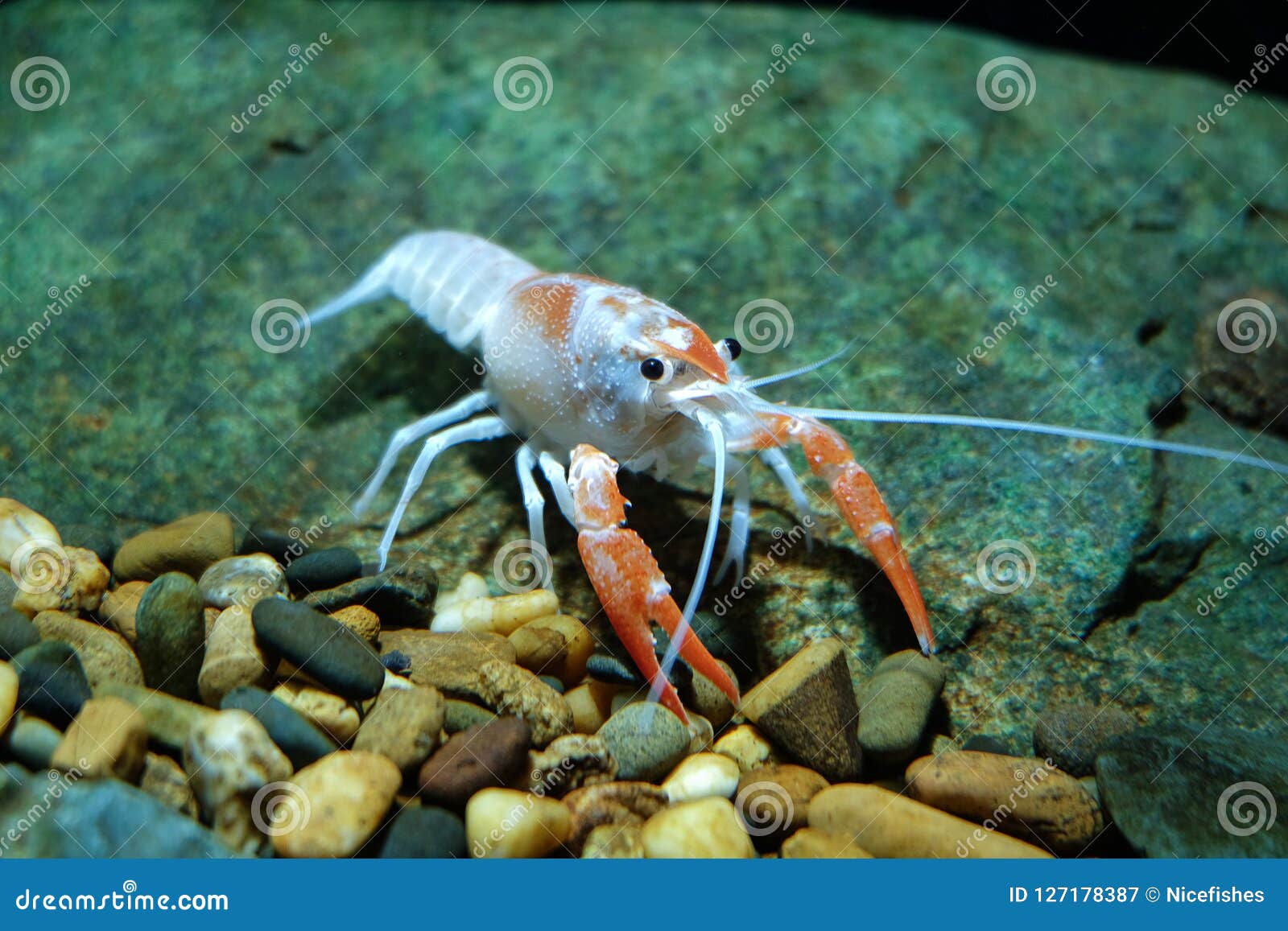 Crayfish Procambarus Clarkii Ghost in the Aquarium Stock Image - Image ...