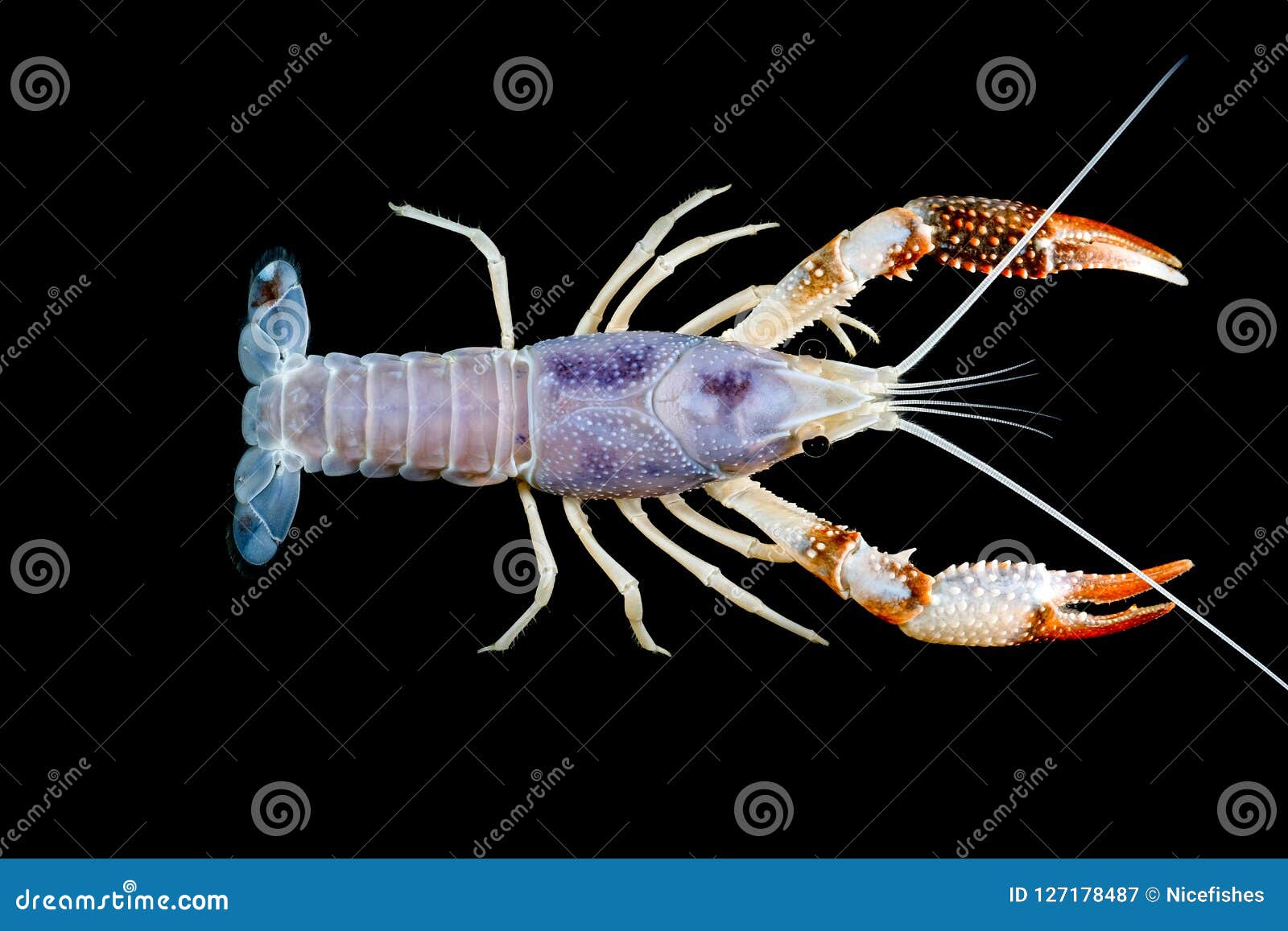 Crayfish Procambarus Clarkii Ghost in the Aquarium Stock Image - Image ...