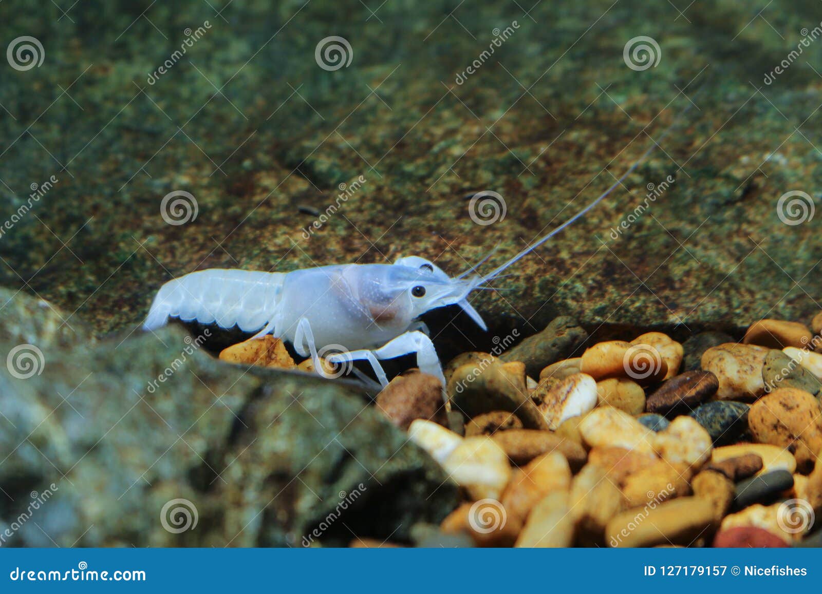 Crayfish Procambarus Clarkii Ghost in the Aquarium Stock Image - Image ...