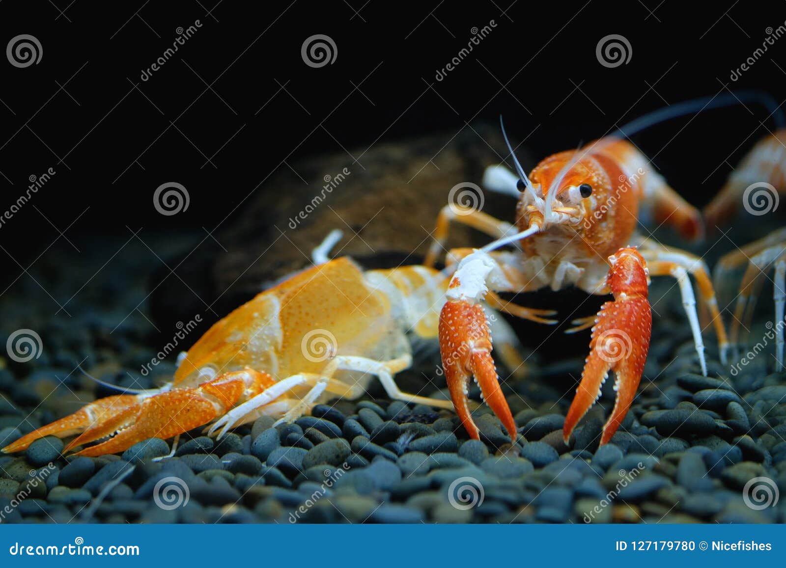 Crayfish Procambarus Clarkii Ghost in the Aquarium Stock Photo - Image ...