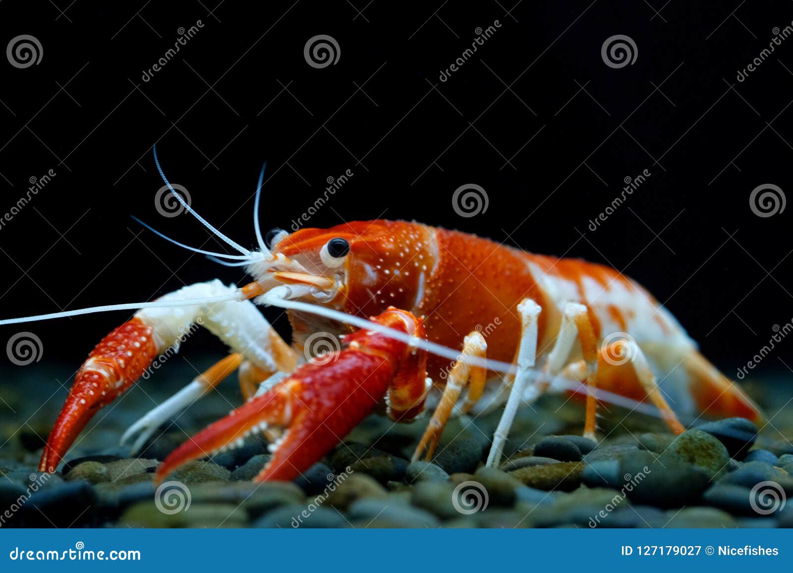 Procambarus Clarkii Ghost