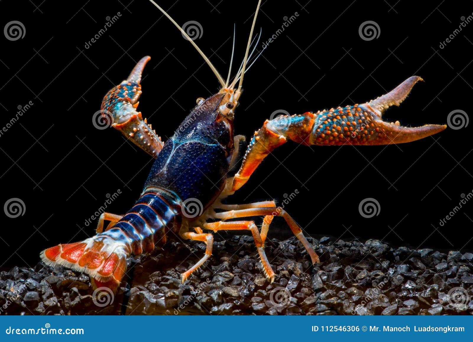 Crayfish Procambarus Clarkii Ghost on Black Background. Stock Photo ...