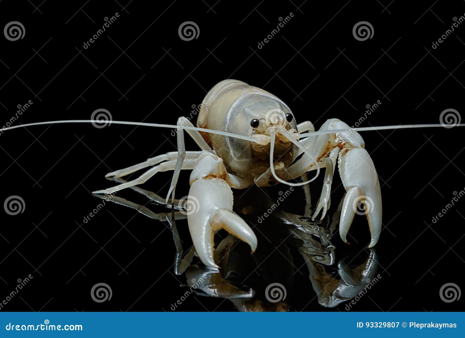 Crayfish Procambarus Clarkii Ghost Stock Image - Image of underwater ...