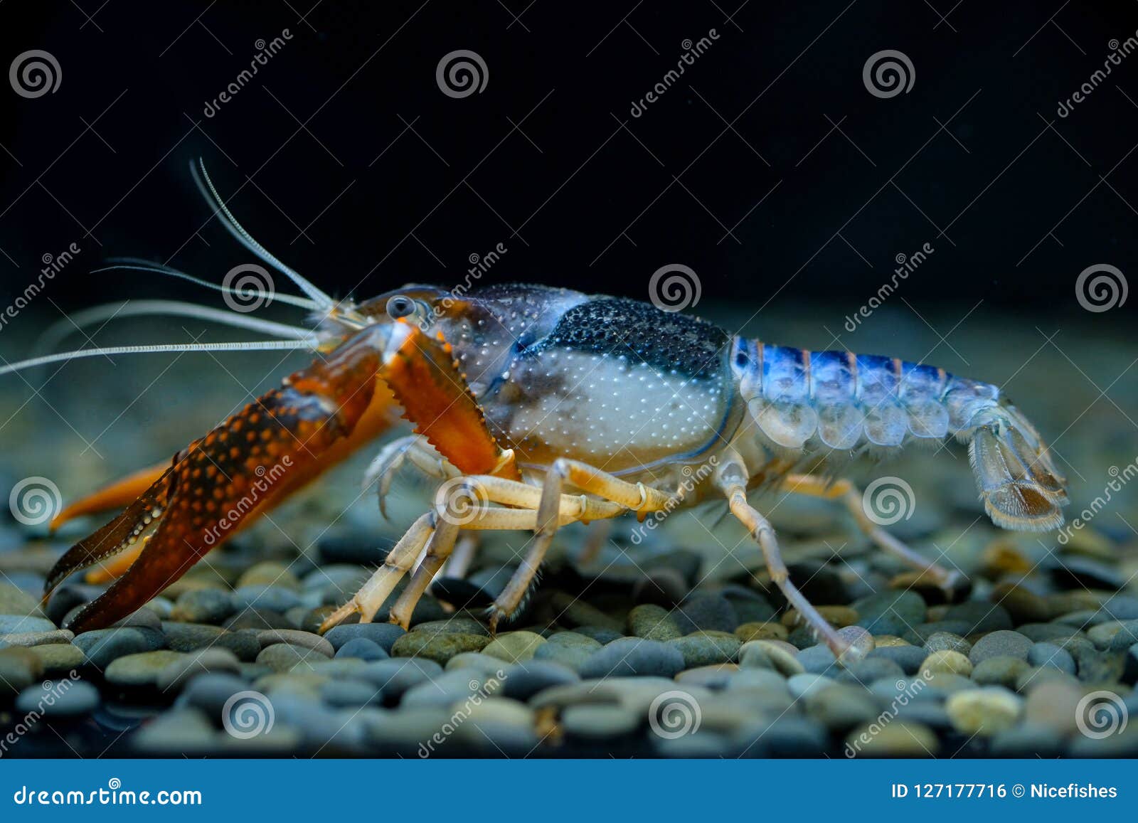 Crayfish Procambarus Clarkii Ghost Stock Photo - Image of nature, alone ...