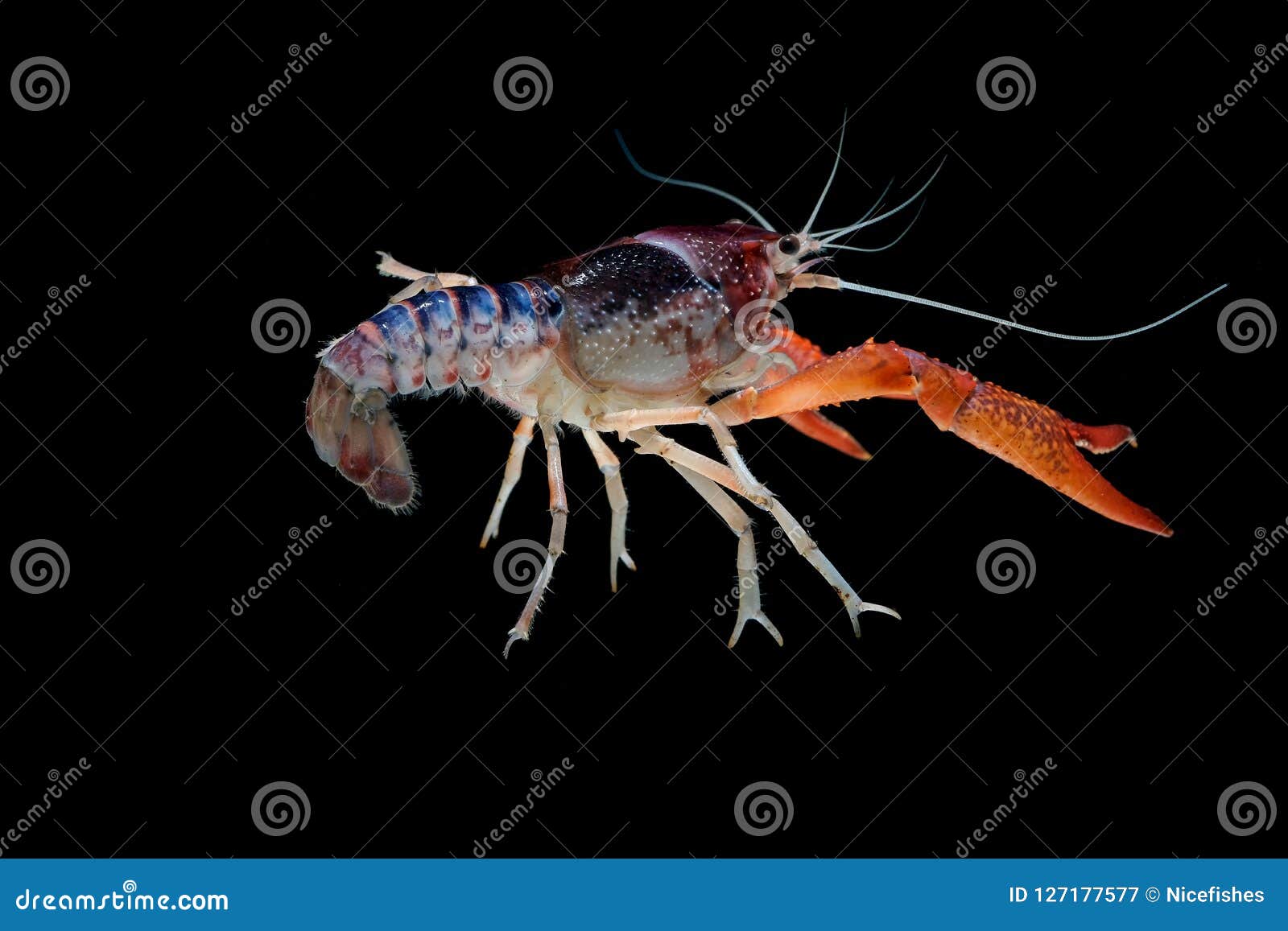 Crayfish Procambarus Clarkii in the Aquarium Stock Image - Image of ...