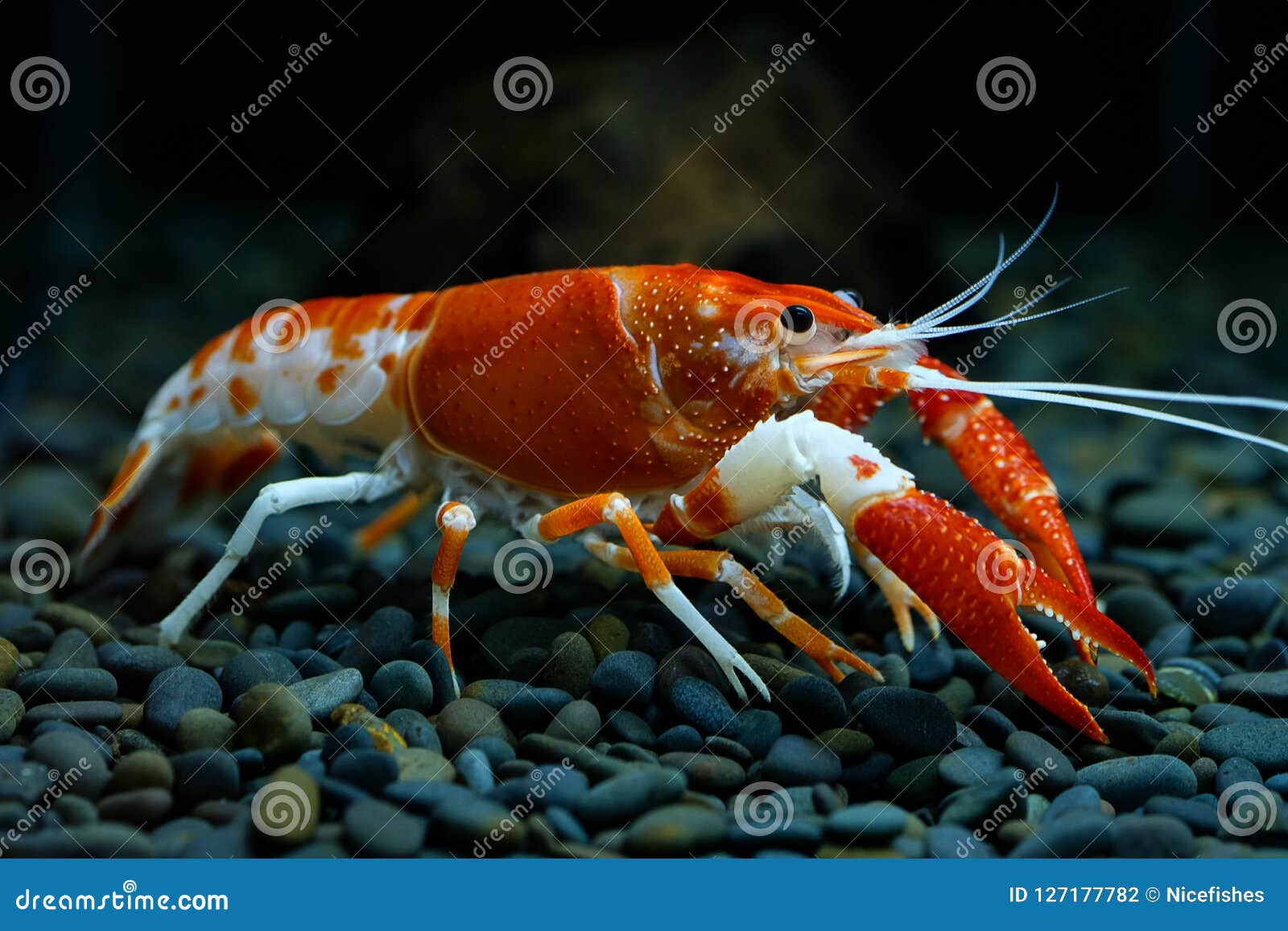 Crayfish Procambarus Clarkii Ghost in the Aquarium Stock Photo - Image ...