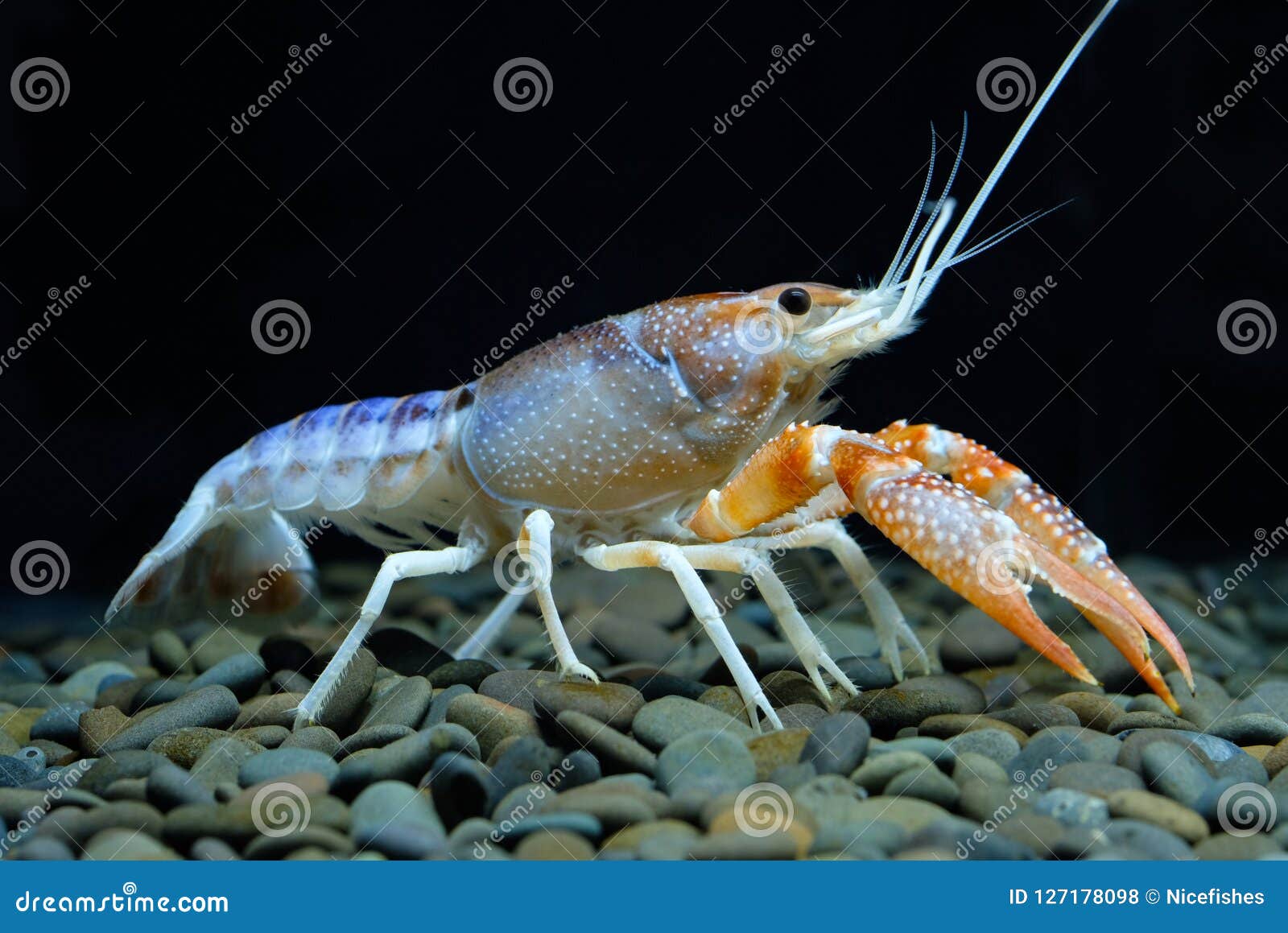 Crayfish Procambarus Clarkii Ghost in the Aquarium Stock Photo - Image ...