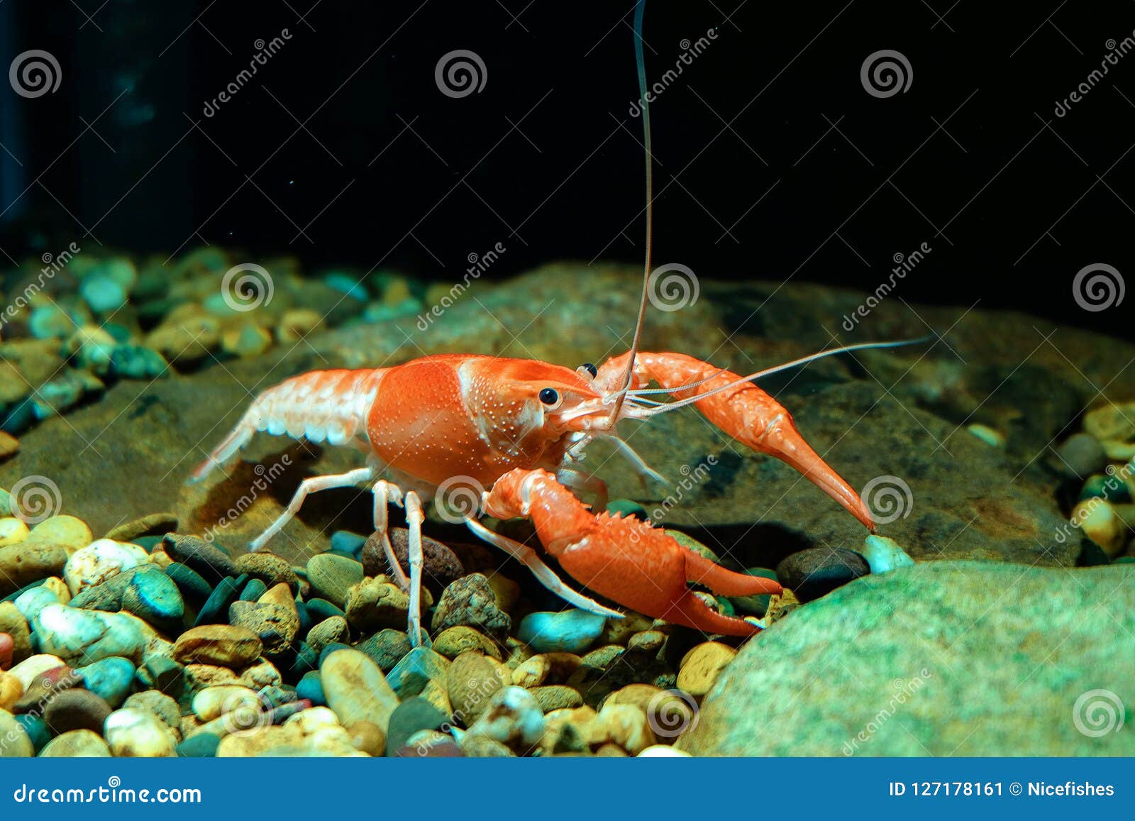 Crayfish Procambarus Clarkii Ghost in the Aquarium Stock Image - Image ...