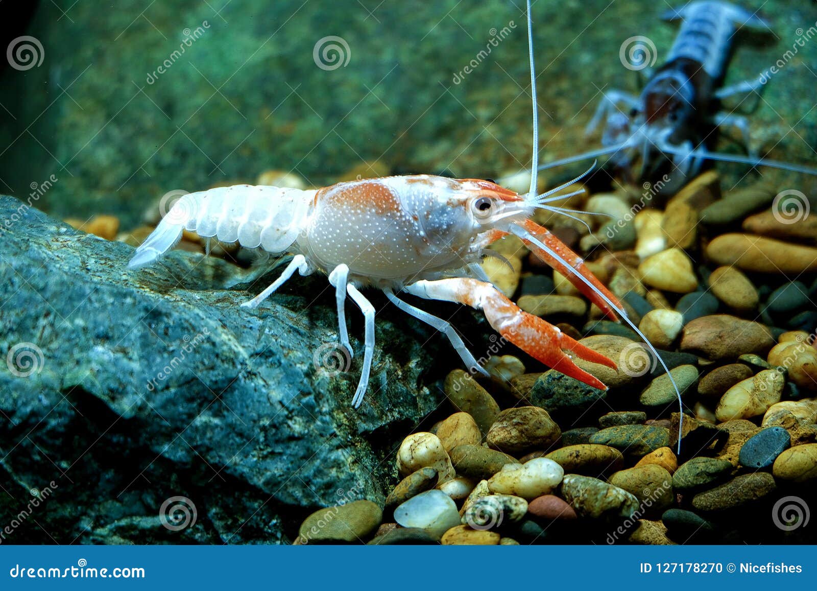 Crayfish Procambarus Clarkii Ghost in the Aquarium Stock Photo - Image ...