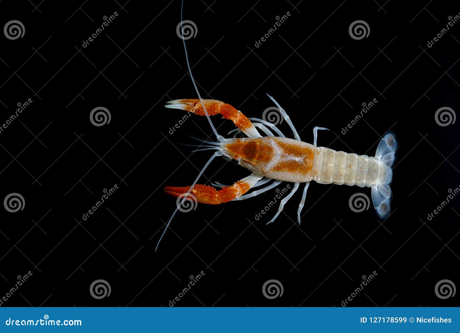 Crayfish Procambarus Clarkii Ghost in the Aquarium Stock Image - Image ...