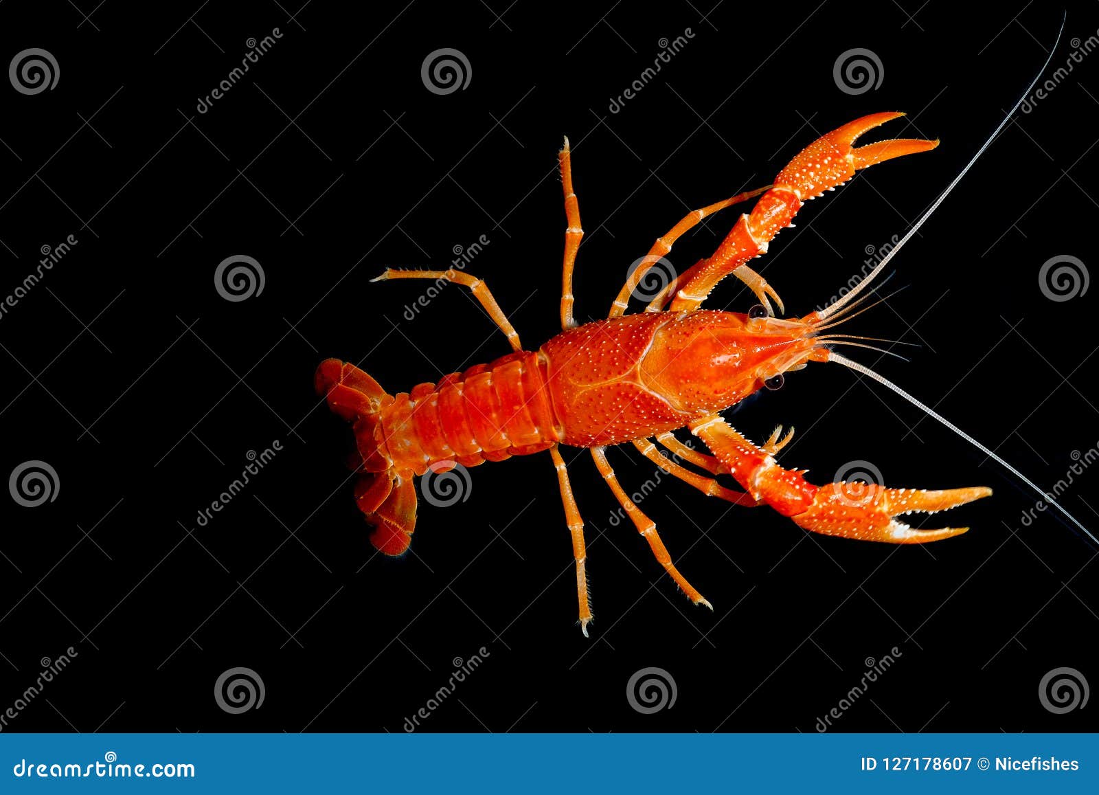 Crayfish Procambarus Clarkii Ghost in the Aquarium Stock Image - Image ...
