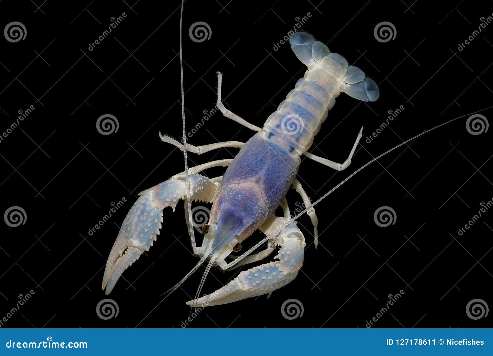 Crayfish Procambarus Clarkii Ghost in the Aquarium Stock Image - Image ...