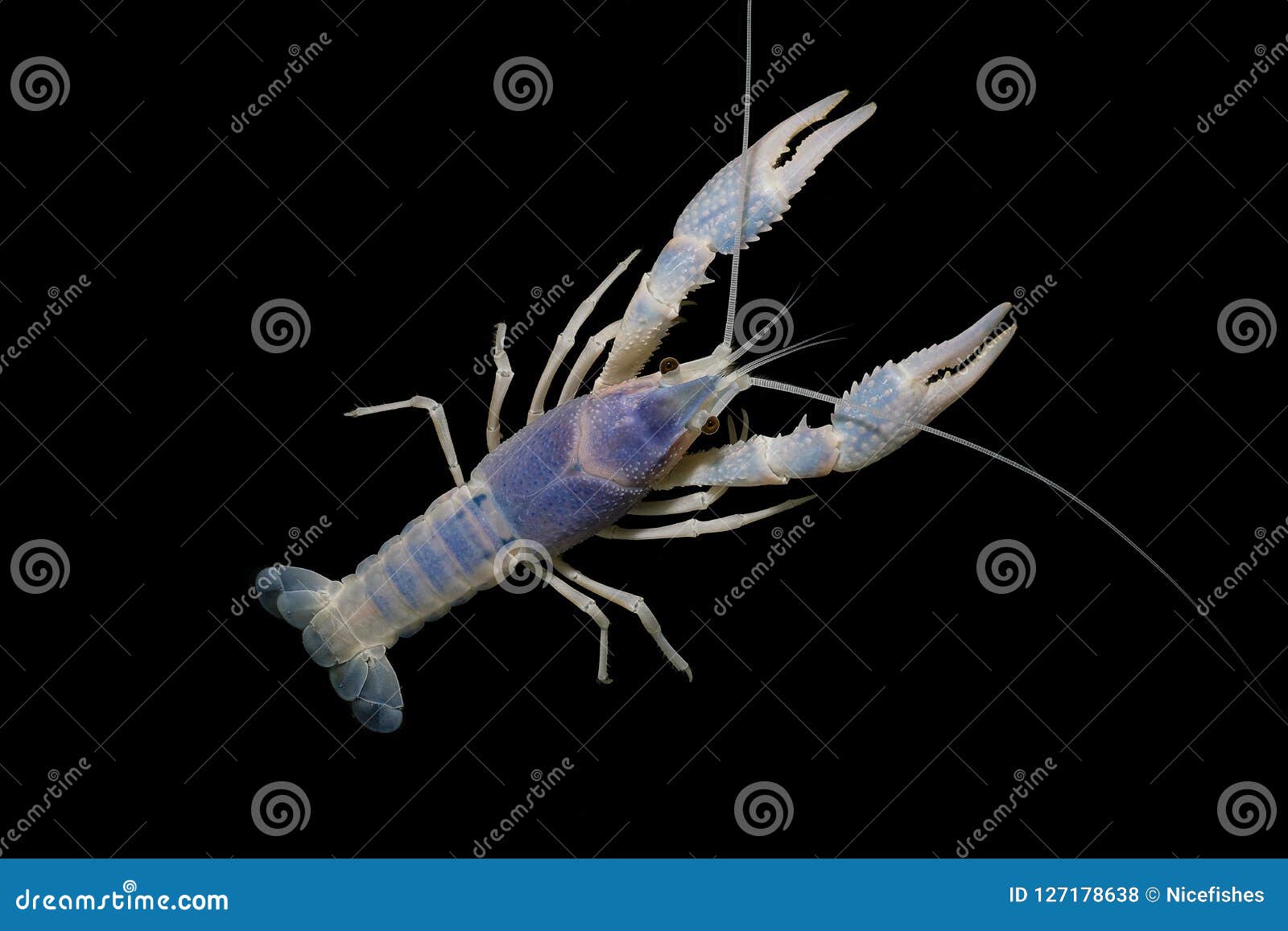 Crayfish Procambarus Clarkii Ghost in the Aquarium Stock Photo - Image ...