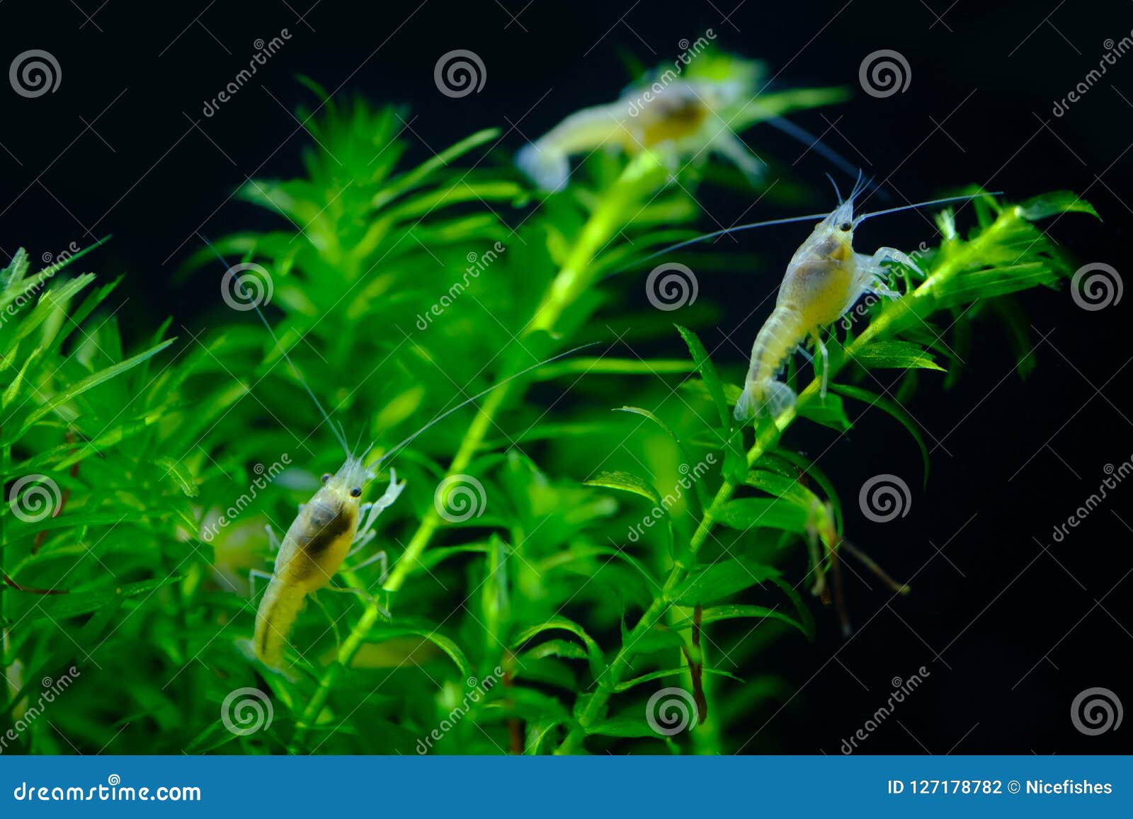 Crayfish Procambarus Clarkii Ghost in the Aquarium Stock Photo - Image ...
