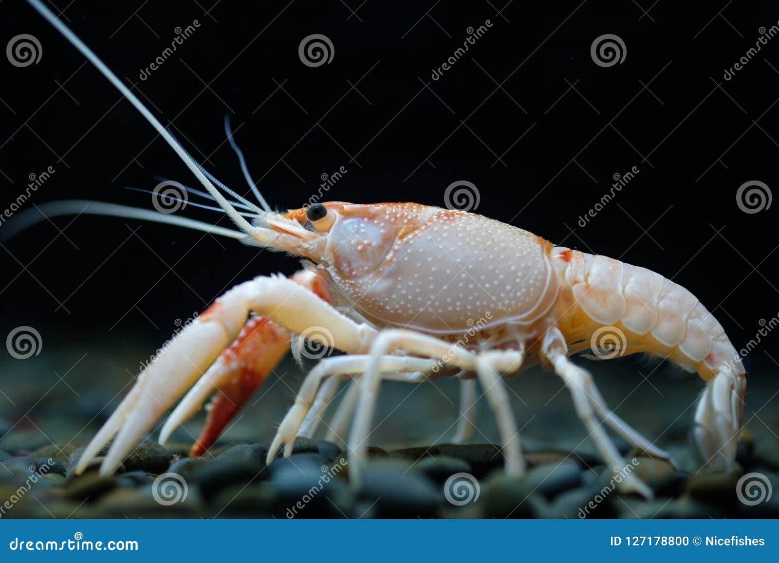 Crayfish Procambarus Clarkii Ghost in the Aquarium Stock Photo - Image ...