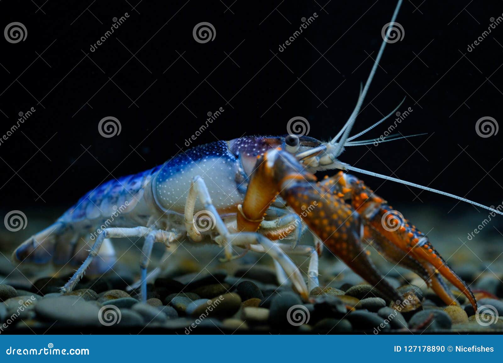 Crayfish Procambarus Clarkii Ghost in the Aquarium Stock Photo - Image ...